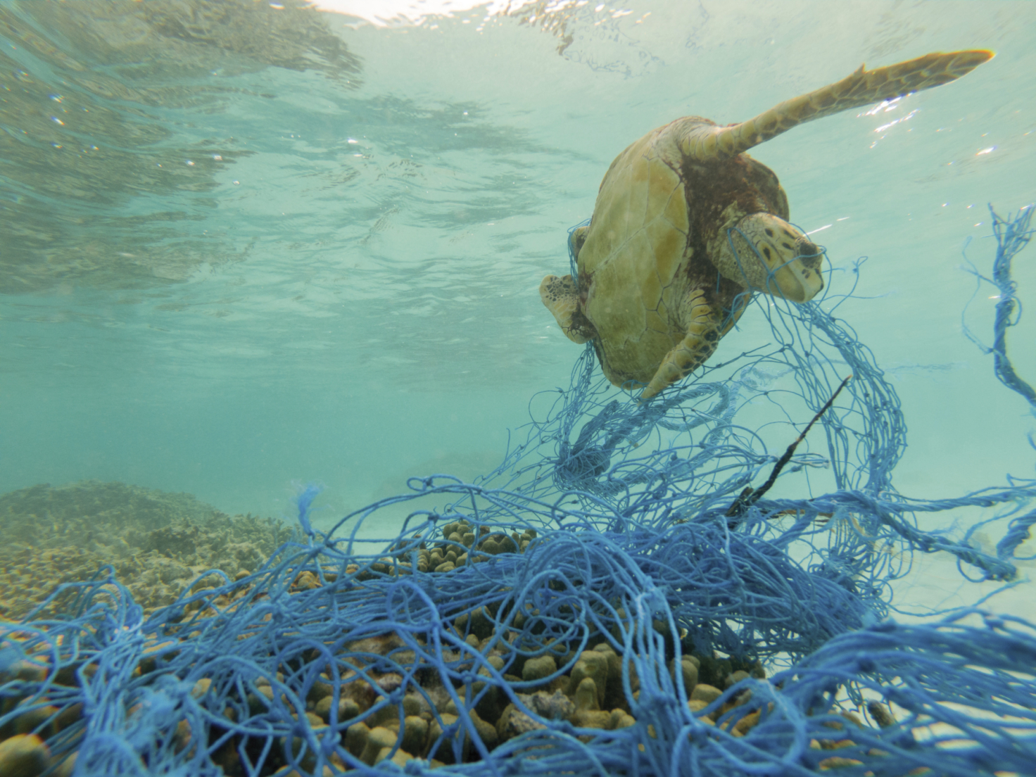 Marine Litter - Views on Global Challenges - Sustainability - Borealis